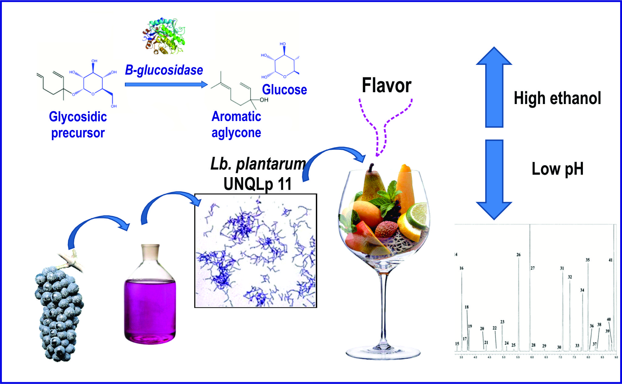 Fermentation | Free Full-Text | β-Glucosidase Activity of Lactiplantibacillus plantarum UNQLp 11 ...