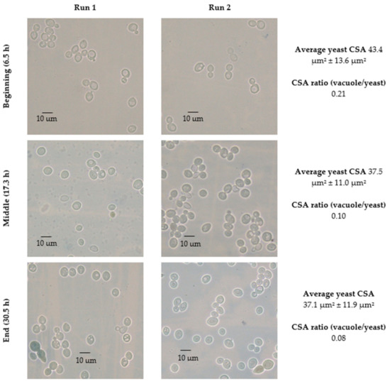 Yeast Morphology Assessment through Automated Image Analysis during ...