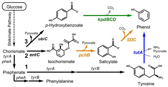 Applying a ‘Metabolic Funnel’ for Phenol Production in Escherichia coli