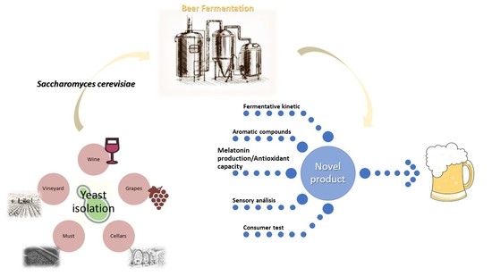 Fermentation | Free Full-Text | Wine Saccharomyces Yeasts for Beer Fermentation