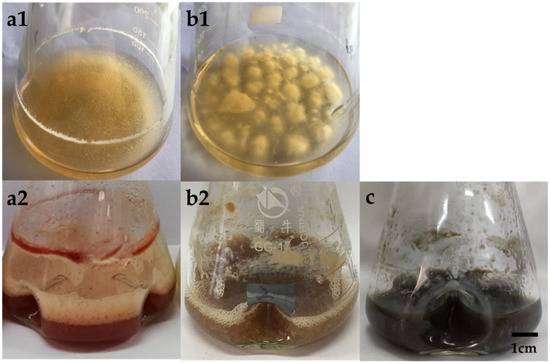 Promotion of the Hypocrellin Yield by a Co-Culture of Shiraia ...