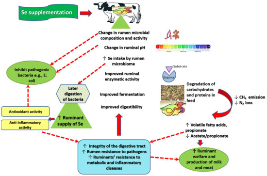 Effects of Selenium Supplementation on Rumen Microbiota, Rumen ...