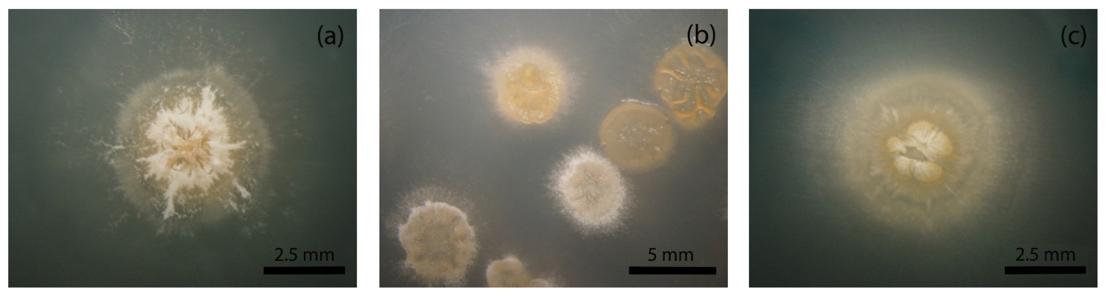 New Avoparcin-like Molecules from the Avoparcin Producer Amycolatopsis ...