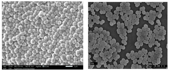Isolation and Characterization of Pediococcus sp. HLV1 from Fermented ...