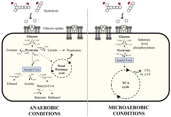 The Measurement, Application, and Effect of Oxygen in Microbial ...