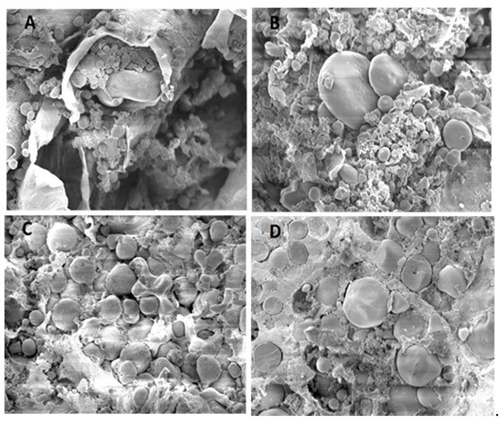 Fermentation | An Open Access Journal from MDPI