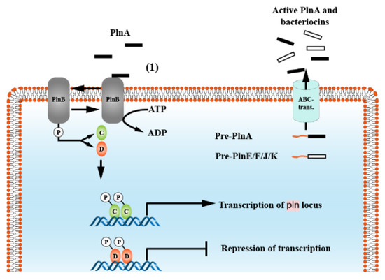 Biosynthesis and Production of Class II Bacteriocins of Food-Associated ...