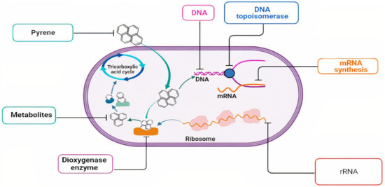 A Review of Pyrene Bioremediation Using Mycobacterium Strains in a ...