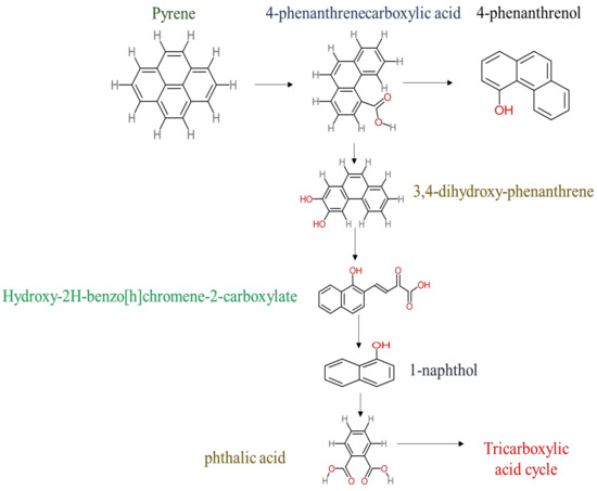 A Review of Pyrene Bioremediation Using Mycobacterium Strains in a ...