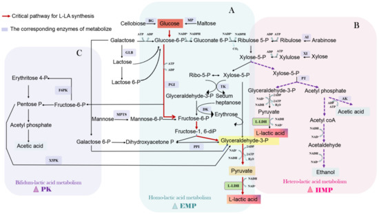 Engineered Microbial Cell Factories for Sustainable Production of L ...