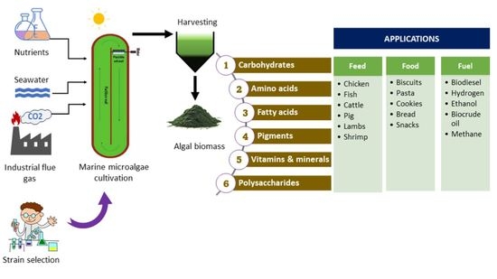 Fermentation | Free Full-Text | The Potential of Marine Microalgae for the Production of Food ...