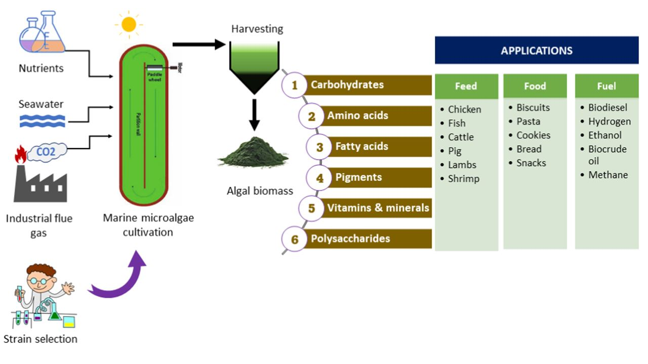 Fermentation | Free Full-Text | The Potential of Marine Microalgae for the Production of Food ...