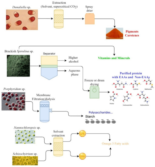 The Potential of Marine Microalgae for the Production of Food, Feed ...