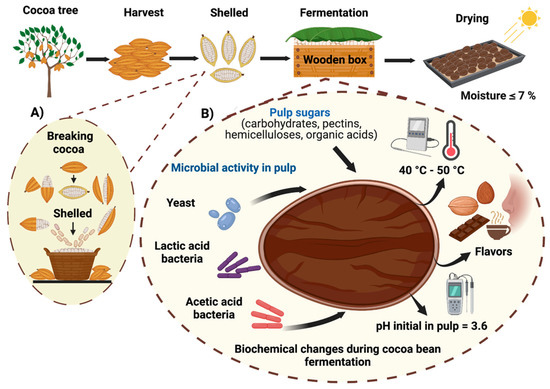 Fermentation Diagram Of Stages