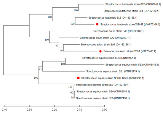 Fermentation | Free Full-Text | Characterization of Lactic Acid ...