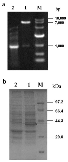 Optimized Recombinant Expression and Characterization of Collagenase in ...
