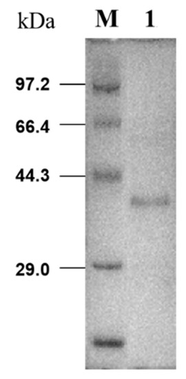 Optimized Recombinant Expression and Characterization of Collagenase in ...