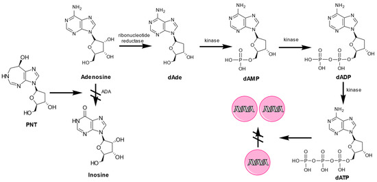 Pentostatin Biosynthesis Pathway Elucidation and Its Application