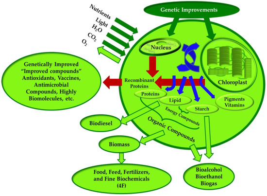 Recent Advances in Marine Microalgae Production: Highlighting Human ...