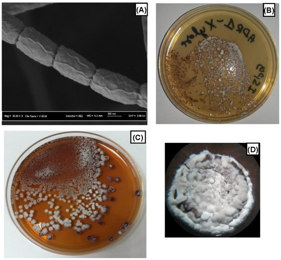 Streptomyces sp. ADR1, Strain Producing β- and γ-Rubromycin Antibiotics ...