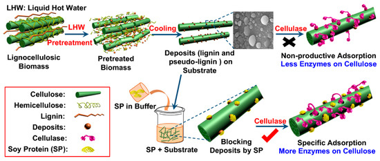 Improve Enzymatic Hydrolysis of Lignocellulosic Biomass by Modifying Lignin Structure via ...