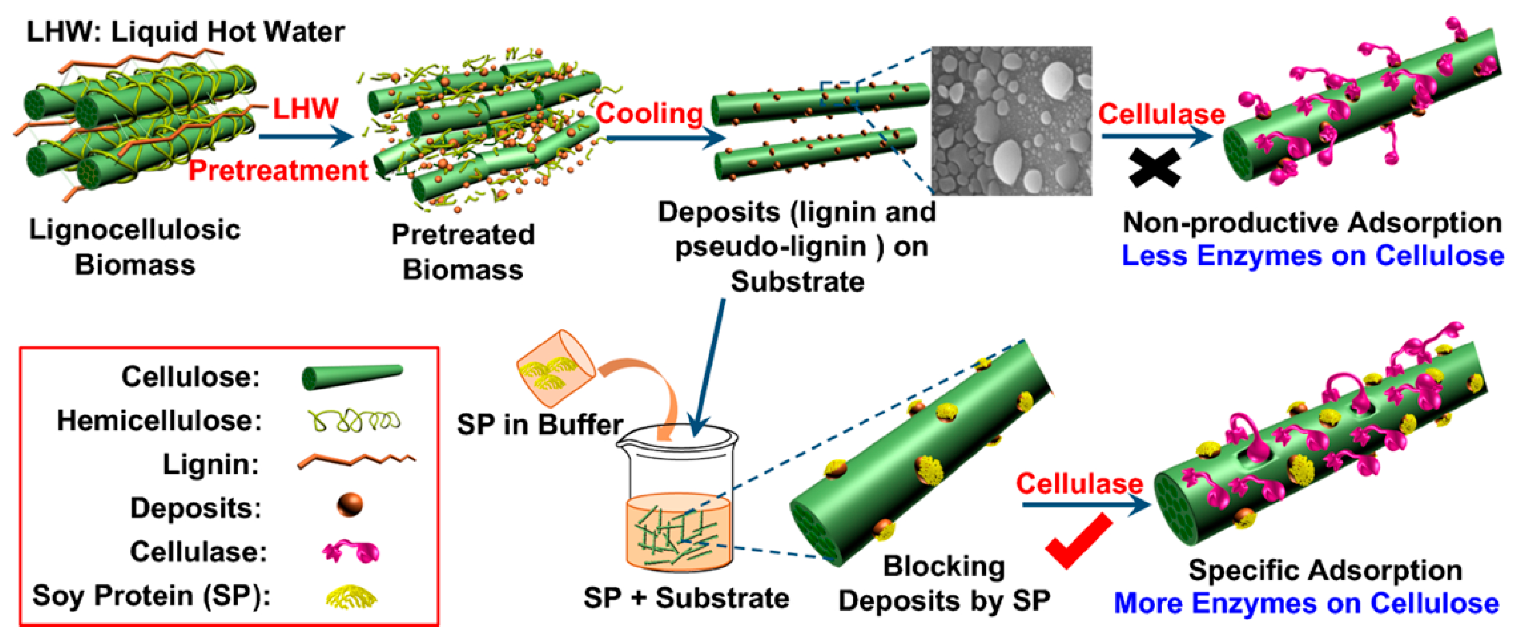 Fermentation Free Full Text Improve Enzymatic Hydrolysis Of