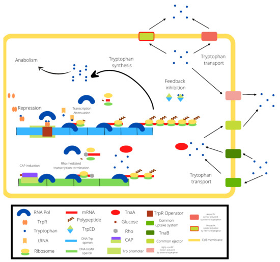 A Molecular Dynamic Model of Tryptophan Overproduction in Escherichia coli