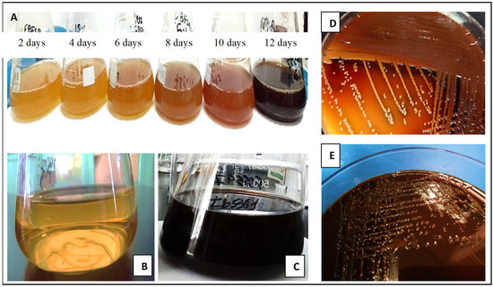 Characterization of Physicochemical Properties of Melanin Produced by ...
