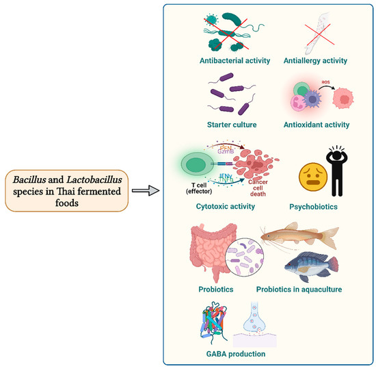 The Role and Significance of Bacillus and Lactobacillus Species in Thai ...