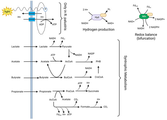 Simultaneous Production of Biohydrogen (bioH2) and Poly-Hydroxy ...