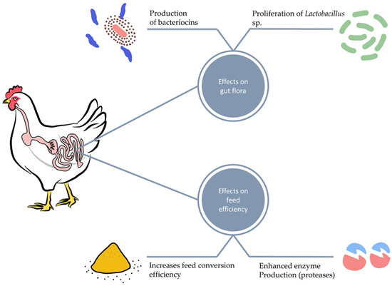 Probiotics as a Friendly Antibiotic Alternative: Assessment of Their ...