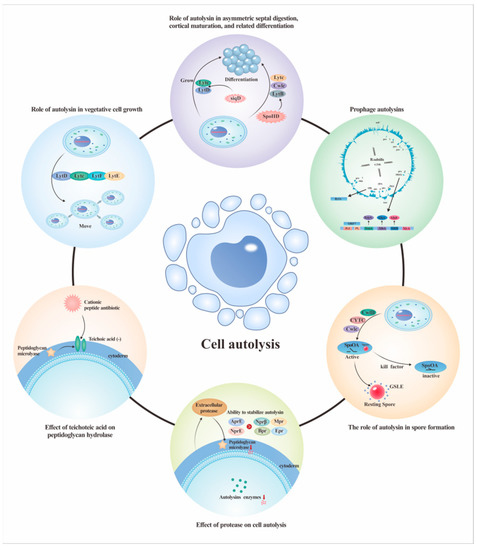Research Progress on the Effect of Autolysis to Bacillus subtilis ...