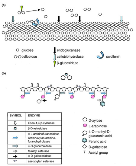 Integrating 1G with 2G Bioethanol Production by Using Distillers’ Dried ...