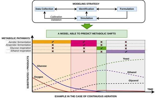 Fermentation | Free Full-Text | A Comprehensive Mechanistic Yeast Model Able to Switch ...
