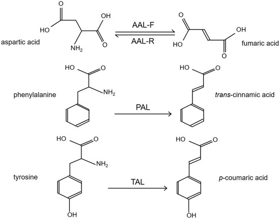 Insight into the Substrate Specificity of Lactobacillus paracasei Aspartate Ammonia-Lyase