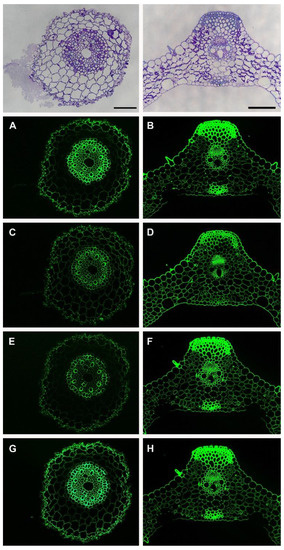 Cell Wall Glycan Changes in Different Brachypodium Tissues Give ...