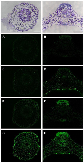 Cell Wall Glycan Changes in Different Brachypodium Tissues Give ...