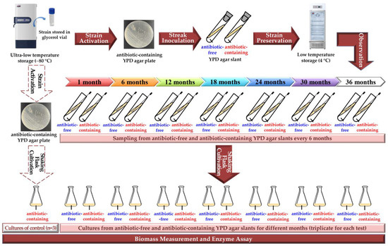 Influence of Long-Term Agar-Slant Preservation at 4 °C on the ...