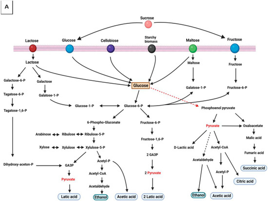 Traditional Fermented Foods: Challenges, Sources, and Health Benefits ...