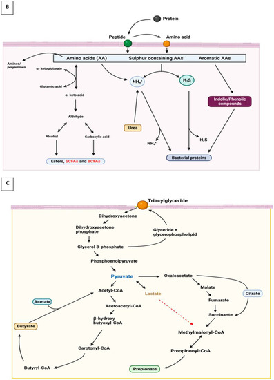 Traditional Fermented Foods: Challenges, Sources, and Health Benefits ...