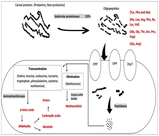 Highlighting the Impact of Lactic-Acid-Bacteria-Derived Flavours or ...