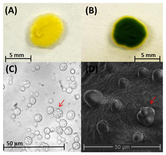 Exogenous Indole-3-Acetic Acid Production and Phosphate Solubilization ...