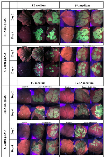 Development of a Molasses-Based Medium for Agrobacterium tumefaciens ...