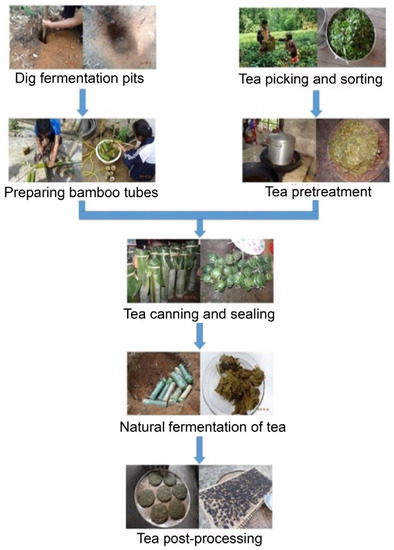 Dynamic Analysis of the Bacterial Community and Determination of ...