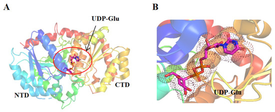 UDP-Glycosyltransferases in Edible Fungi: Function, Structure, and ...