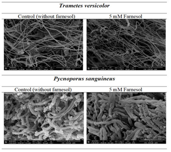 Overproduction of Laccase by Trametes versicolor and Pycnoporus ...