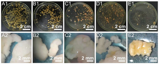 Performance and Bacterial Characteristics of Aerobic Granular Sludge in ...
