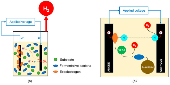 A Review of Biohydrogen Production from Saccharina japonica