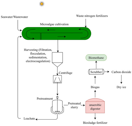 Microalgal Feedstock for Biofuel Production: Recent Advances ...