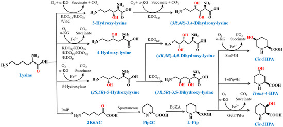 Recent Advances in the Hydroxylation of Amino Acids and Its Derivatives